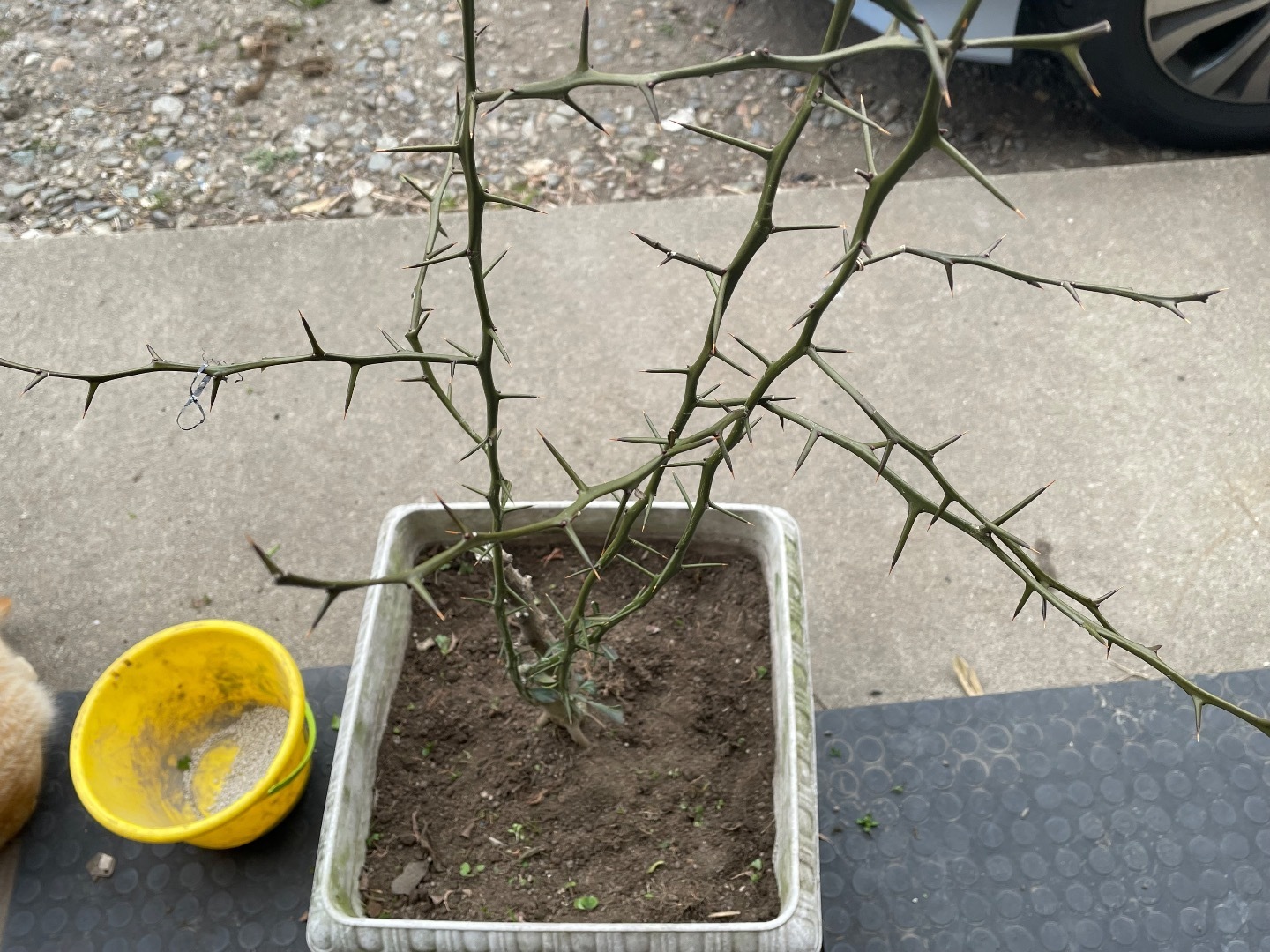 カラタチ: 那珂川鮎太郎2